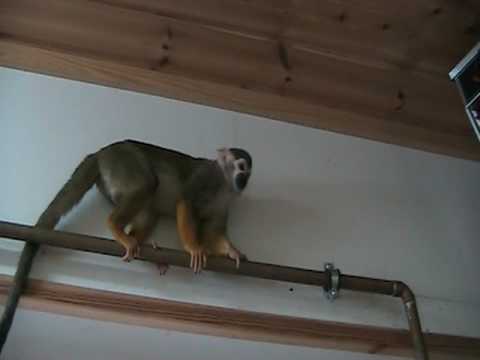 Playing with Pippi Longstocking's Monkey "Mr. Nilsson" at the Zoo ...