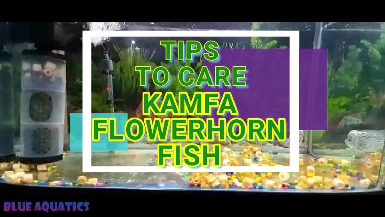 How To Make F2 Kamfa Flowerhorn Healthy And Happy Tips To Care Kamfa how-to-make-f2-kamfa-flowerhorn-healthy-and-happy-tips-to-care-kamfa