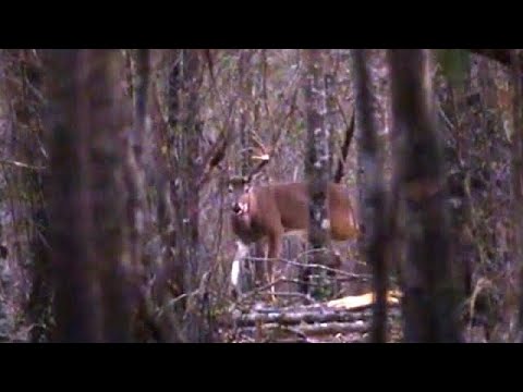 STUD 11 POINT From the Ground! Self- Filmed Deer Hunting- Late Season ...