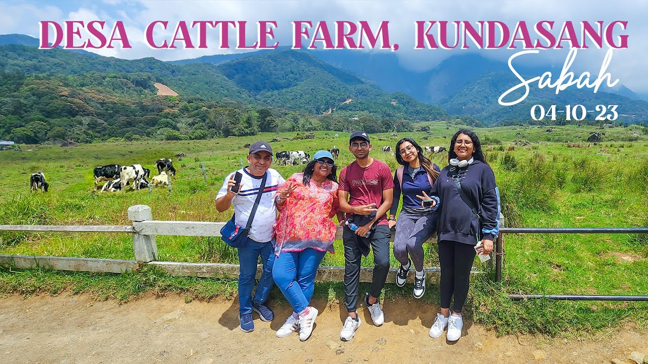 Desa Cattle Farm - Kundasang, Sabah | Malaysia | Family Trip - YouTube