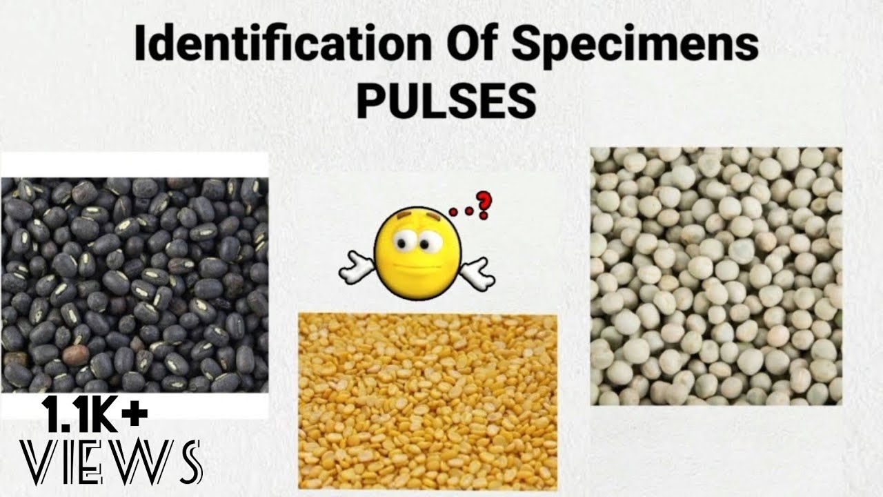 Identification Of specimens|PULSES#2|#practicalexam - YouTube
