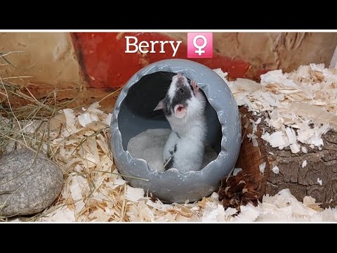 Syrian hamster "Berry" explores new housing cage 🍓 - YouTube