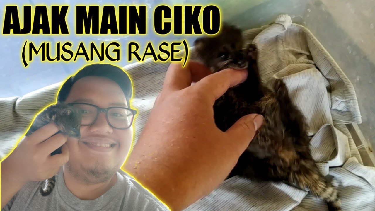 Musang Rase baby Mudah Mati??? - YouTube