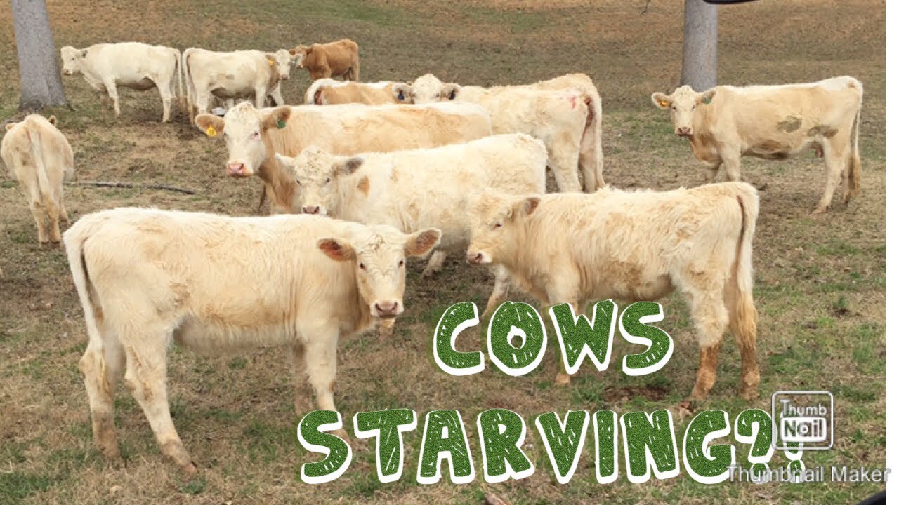 Starving Cows?! -And I Let A Cow Out... - YouTube