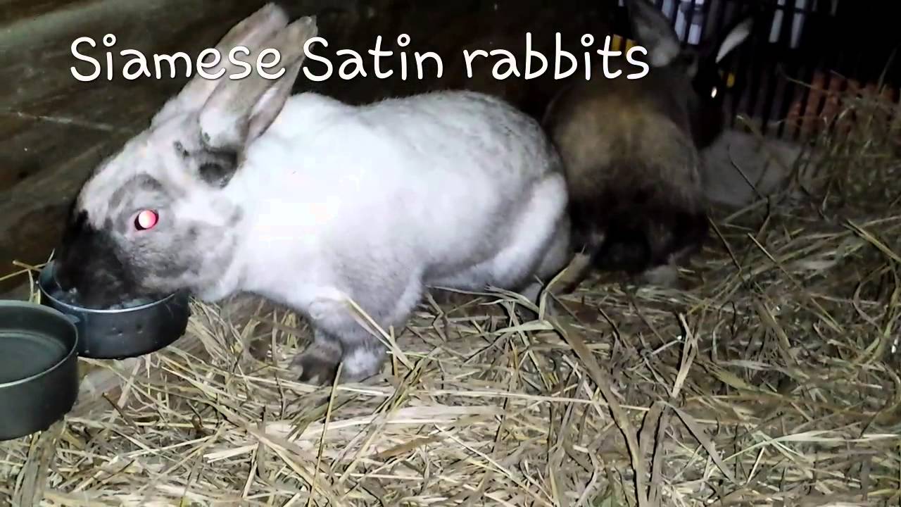 Siamese Satin rabbits - YouTube