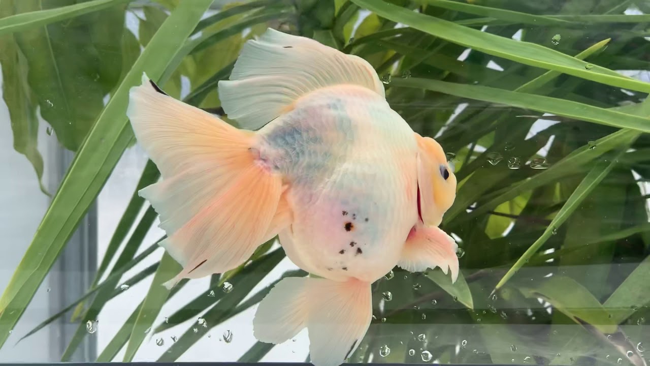 2124 Blue based Broadtail Ryukin - YouTube