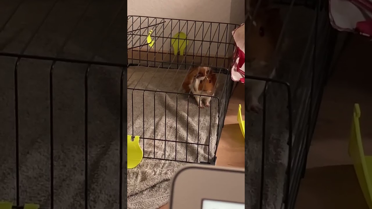 Shocked Guinea Pig - YouTube