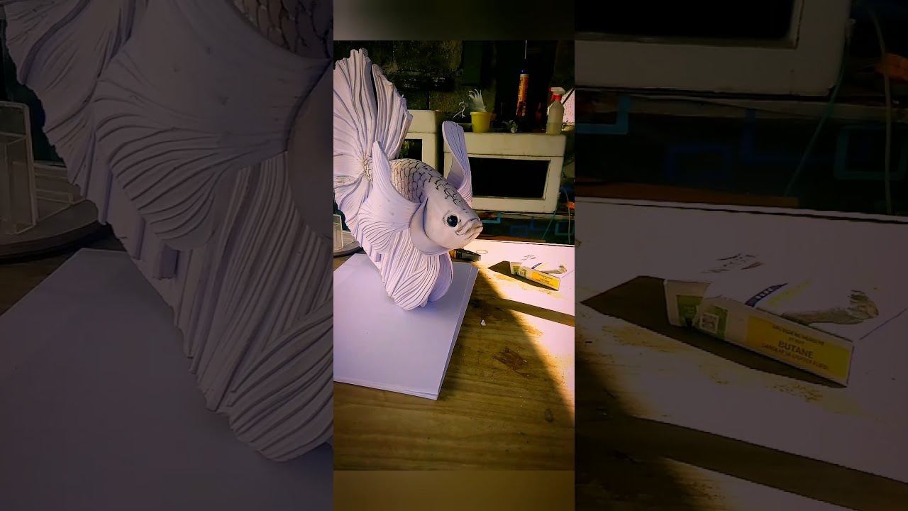 miniature Betta fish for trophy - YouTube