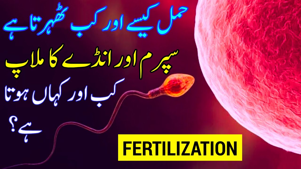 Pregnancy Process from Egg🥚Fertilization to Implantation |How Women Get ...