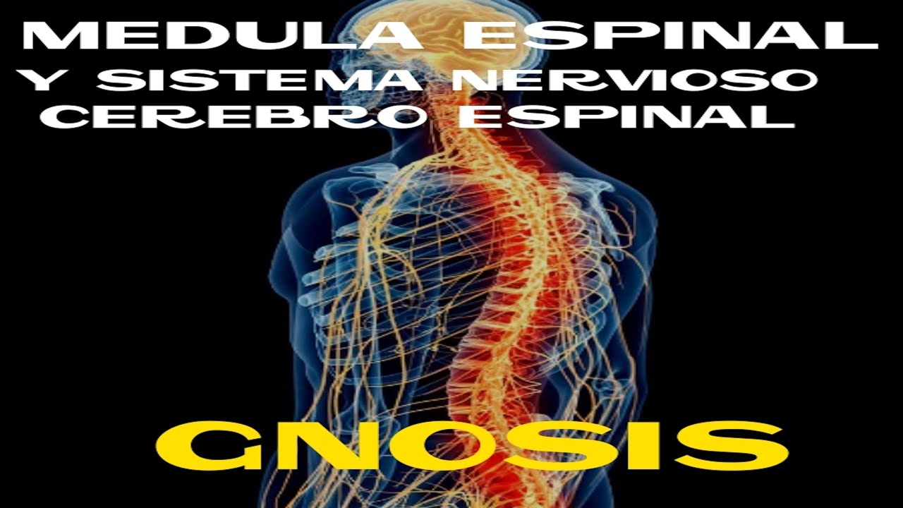 La medula espinal y el sistema nervioso espinal - YouTube