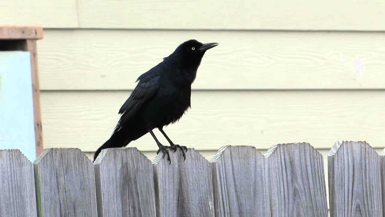 Great-tailed Grackles vocalizing: Texas - YouTube