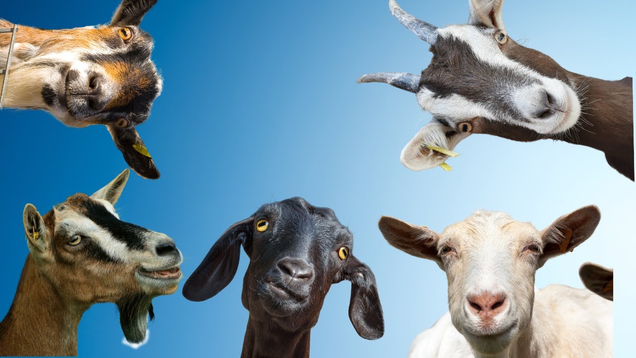 CABRA E BODE – SOM DOS ANIMAIS – CURIOSIDADES SOBRE ESTES ANIMAIS - YouTube
