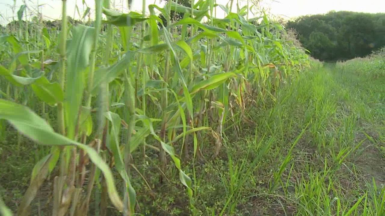 Corn theft - YouTube