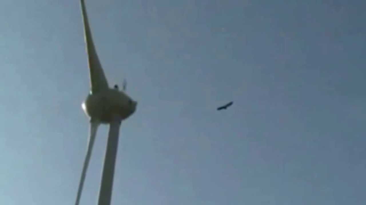 Birds strike by wind turbine - YouTube