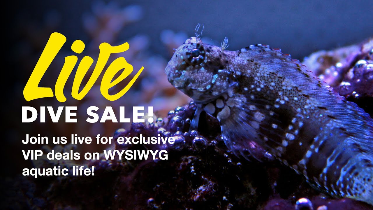 LiveAquaria® Live Dive Sale – 08/07/24 - YouTube