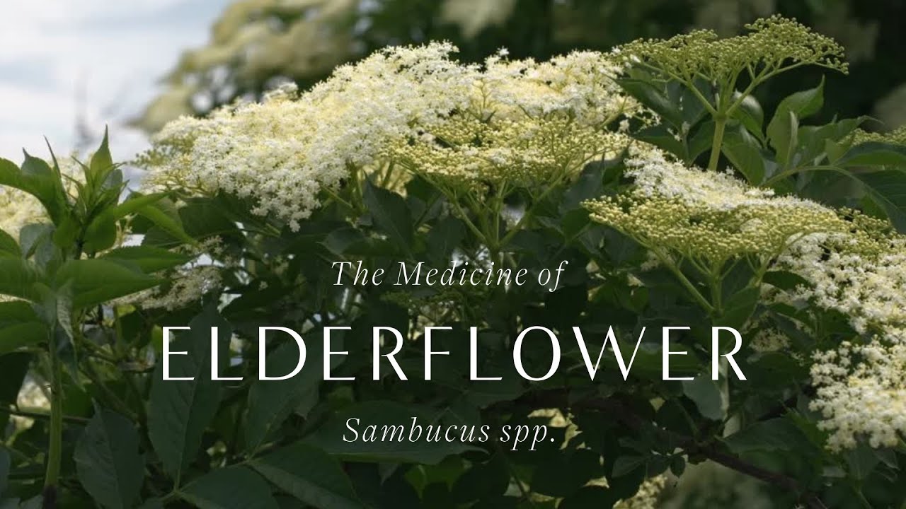 Elderflower – Identification, Harvesting, & Medicinal Uses with Rowan ...