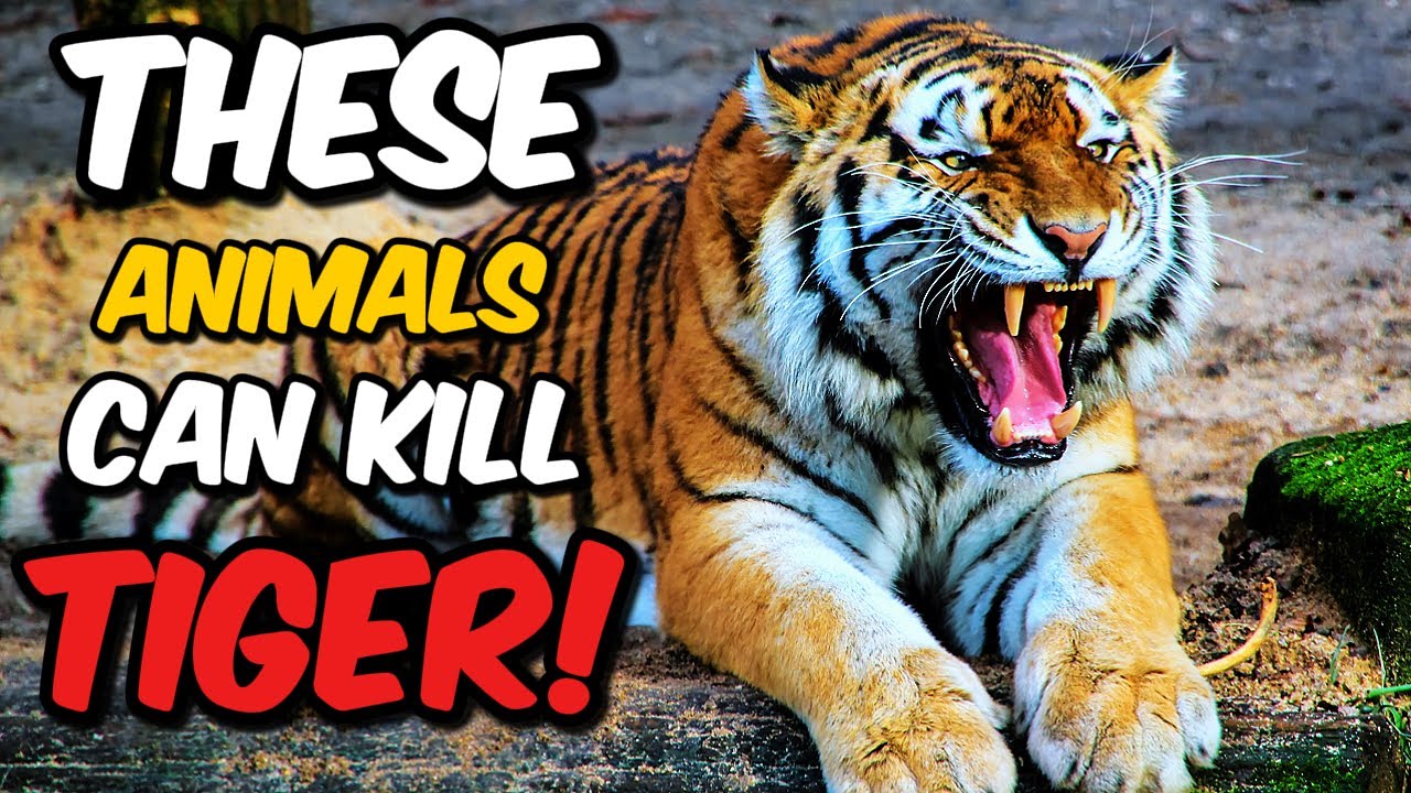 6 Animals That Got Enough Guts To Defeat A Tiger! - YouTube