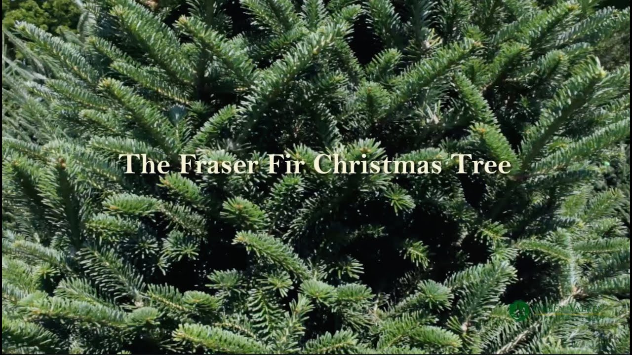 Fraser Fir Christmas Tree from Green Valley Christmas Trees - YouTube