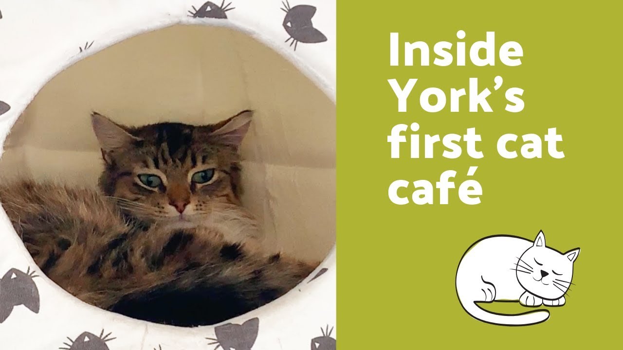 Inside York’s first cat café - YouTube