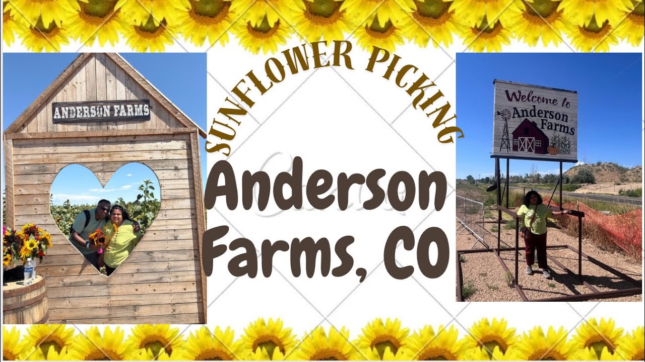 U sunflower picking Anderson farms, Erie, Colorado | USA diaries - YouTube