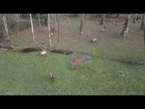 Causing an elk stampede with a DJI Mavic Air 2 🤣