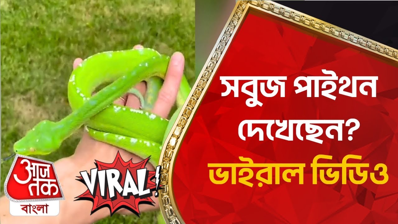 সবুজ পাইথন দেখেছেন? ভাইরাল ভিডিও | Snake Viral Video | Green Python ...