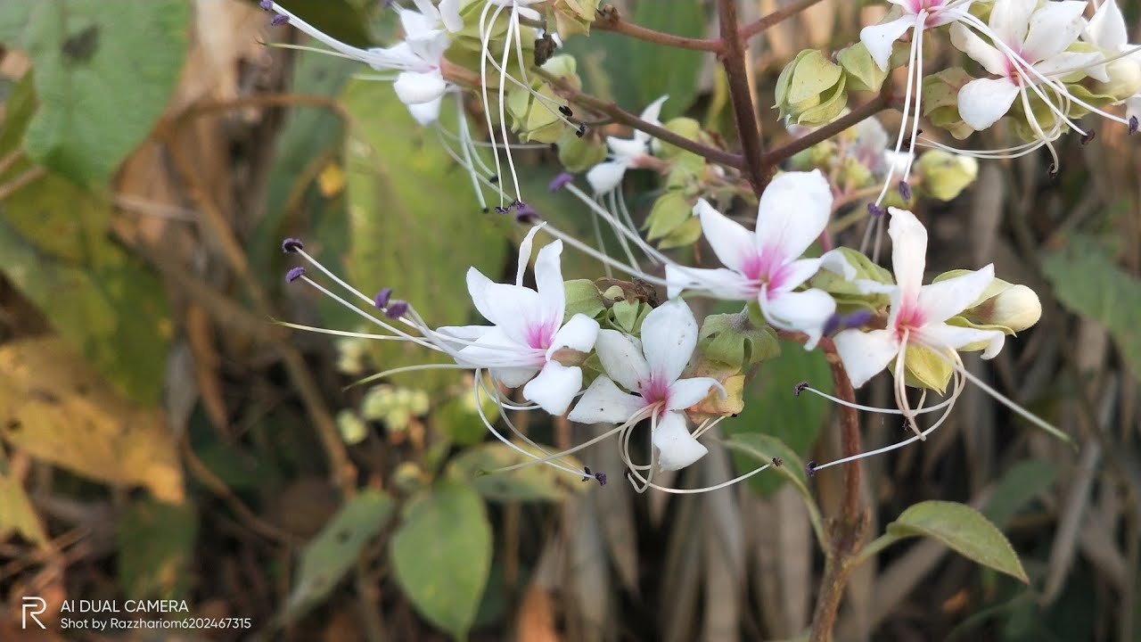 Morning 🌄 time, Wanderful moments of nature, attractive plants and ...