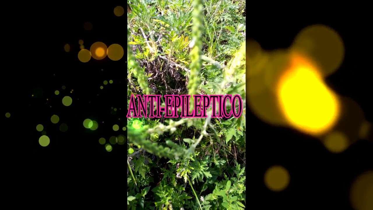 ALTAMISA O ARTEMISIA BENEFICIOS Y PROPIEDADES CURATIVAS CIENTIFICAMENTE ...