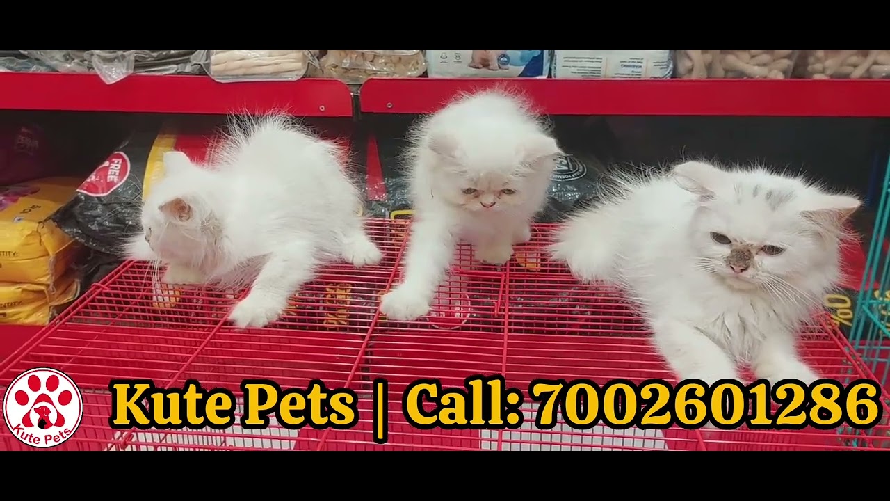 Kitty Cat | Persian Kitten available for sale | Kute Pets | Guwahati ...