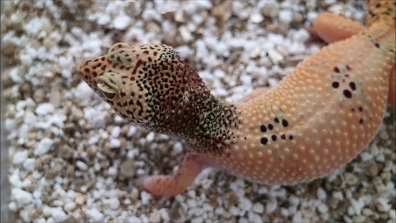 Gecko Eublepharis Tang Paradox - YouTube