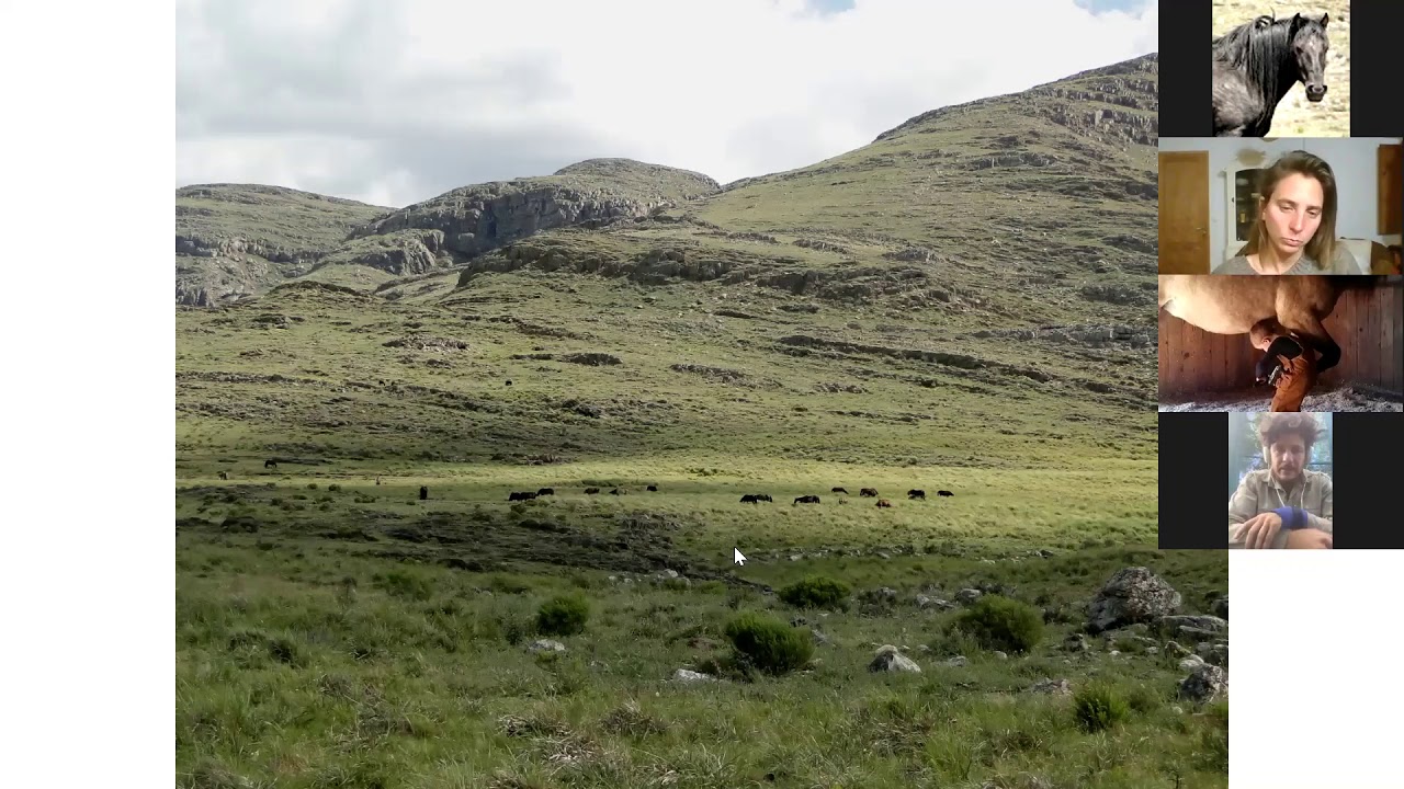 ¨Los caballos cimarrones del Parque provincial Tornquist¨ Zoom con ...