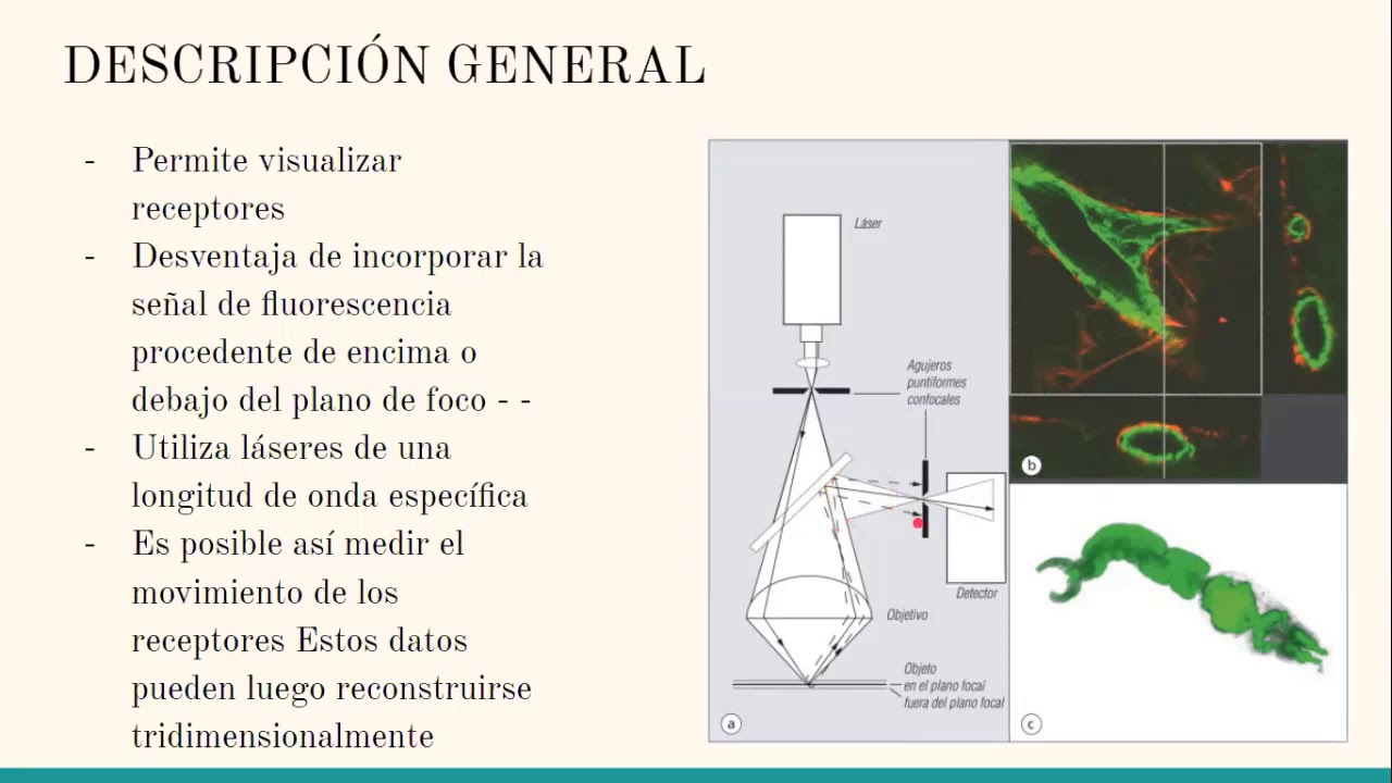 Microscopía confocal - YouTube