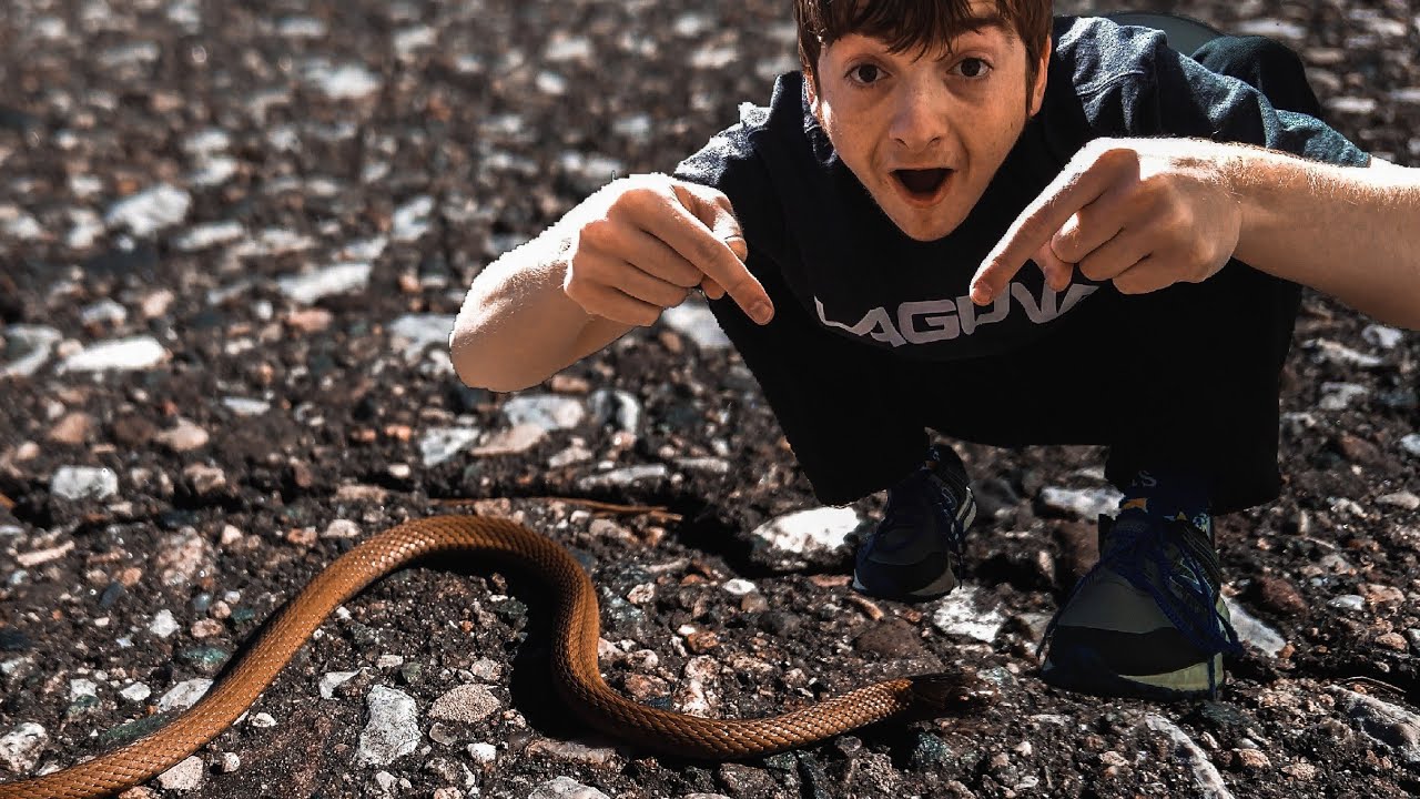 FIRST SNAKE FIND OF THE YEAR!! SO EXCITED!! | JIMMY MENDHAM - YouTube