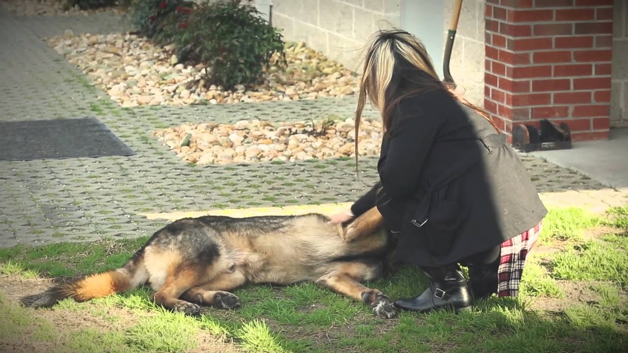 Bringing a part of Josh home; MWD of fallen handler adopted by family ...