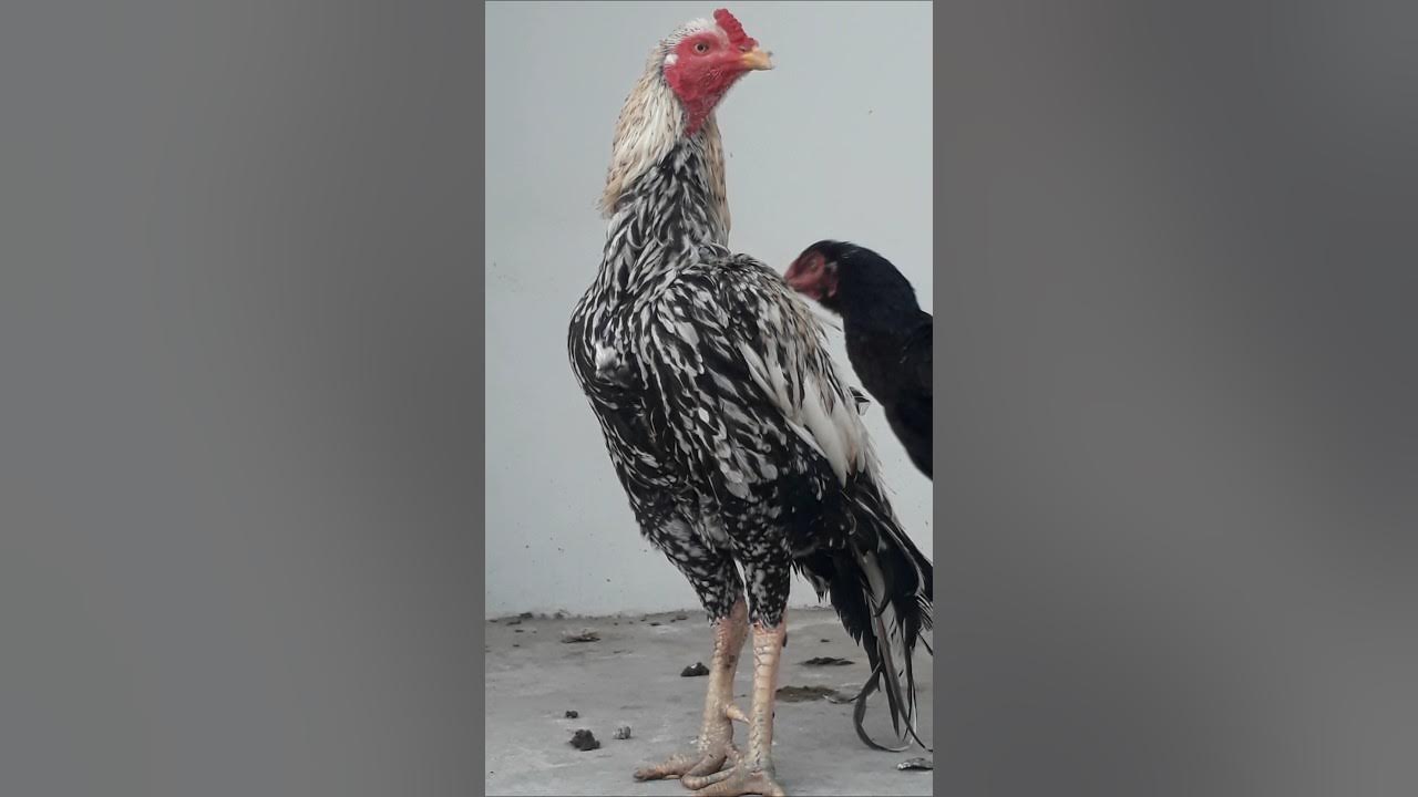 jawa aseel #Aseel آسیل# #असील - YouTube