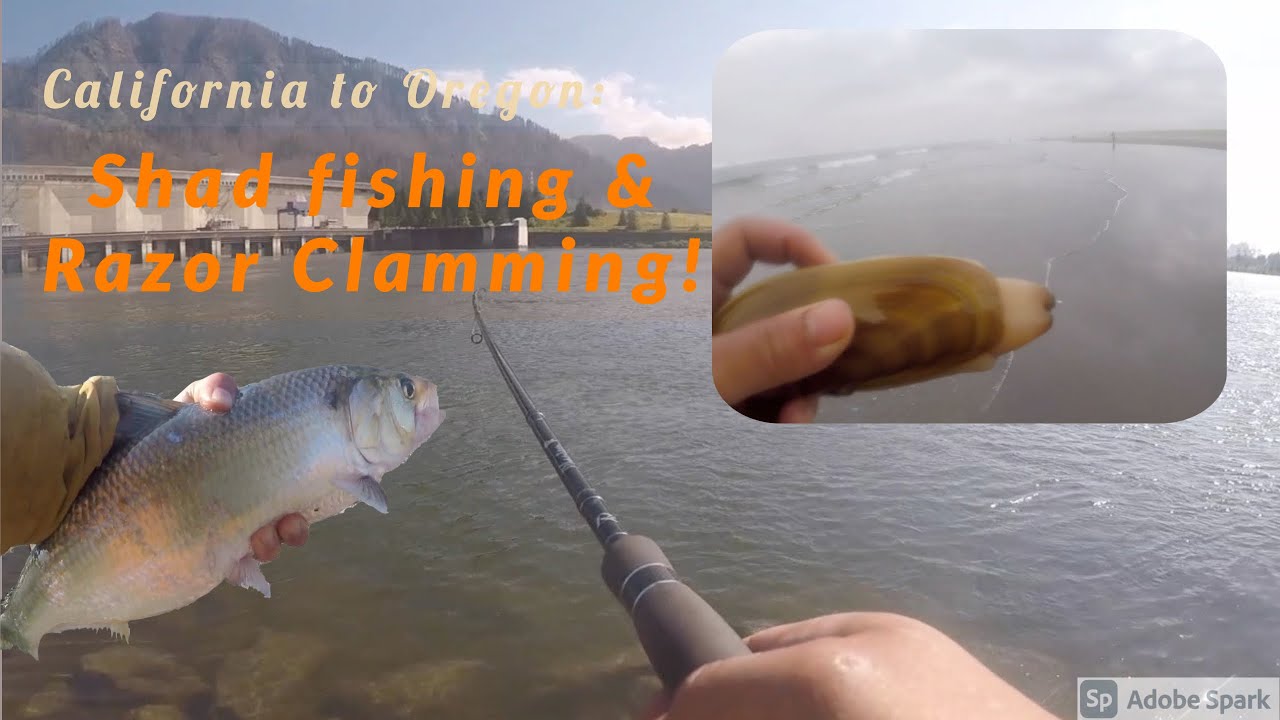 【American shad & Razor clams】A trip to Oregon last summer: shad fishing ...