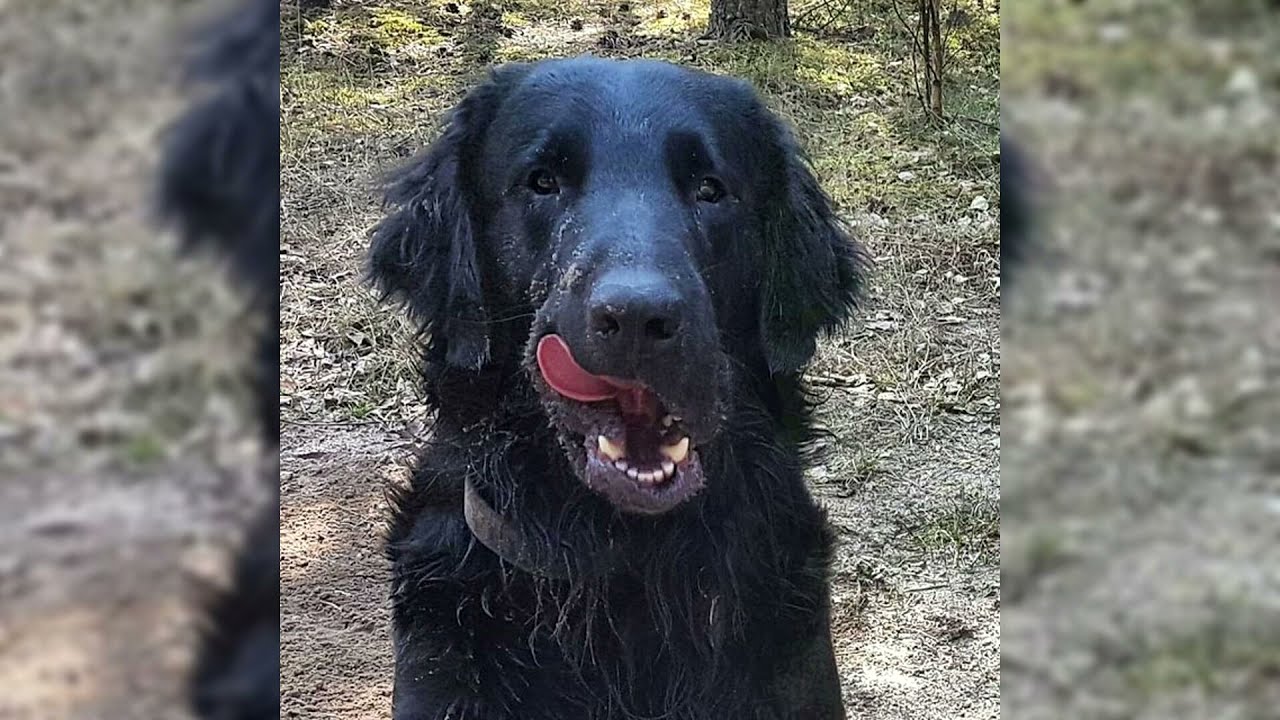 Perro perdiguero de pelo corto. Pros y contras, precio, Cómo elegir ...