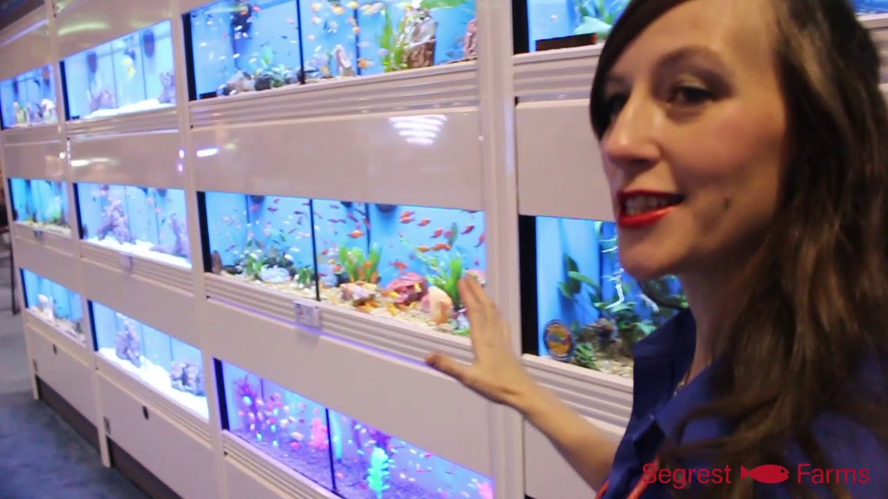 Tropical fish, Black Rams and more from Segrest Farms - YouTube