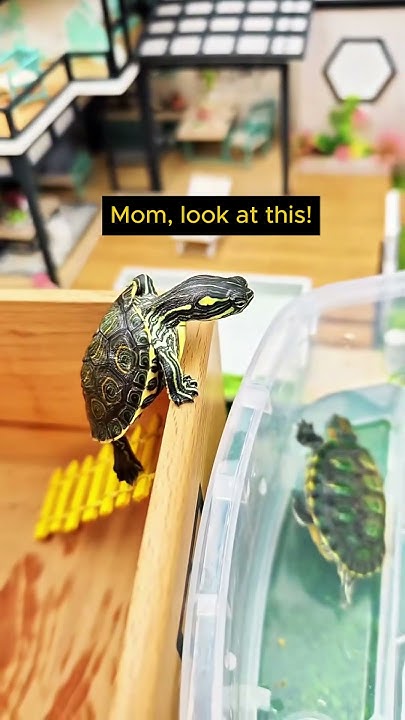 Mom, I want to go out and play with you #turtle #animals - YouTube