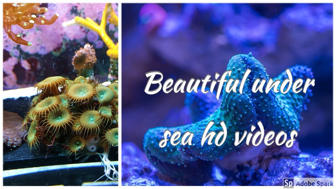 Beautiful under sea hd videos - YouTube
