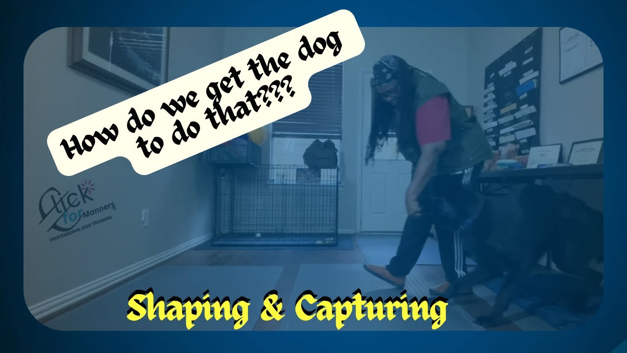 How do we get the dog to do that! Capturing & Shaping - YouTube