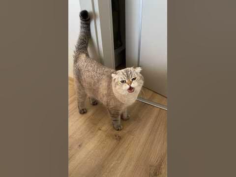 Болтливый Лёлик 🗣 - YouTube