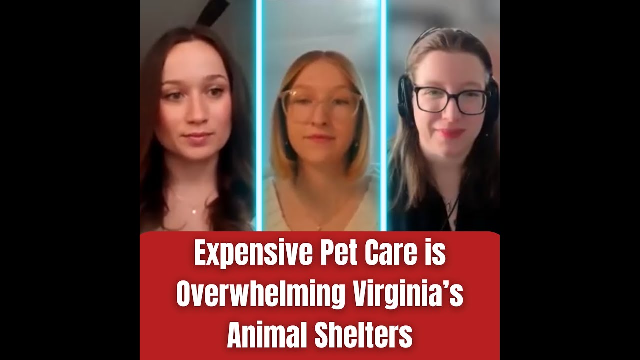 Expensive Pet Care is Overwhelming Virginia's Animal Shelters - YouTube