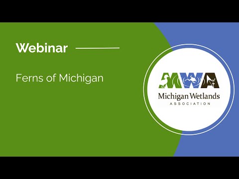 Ferns of Michigan - YouTube