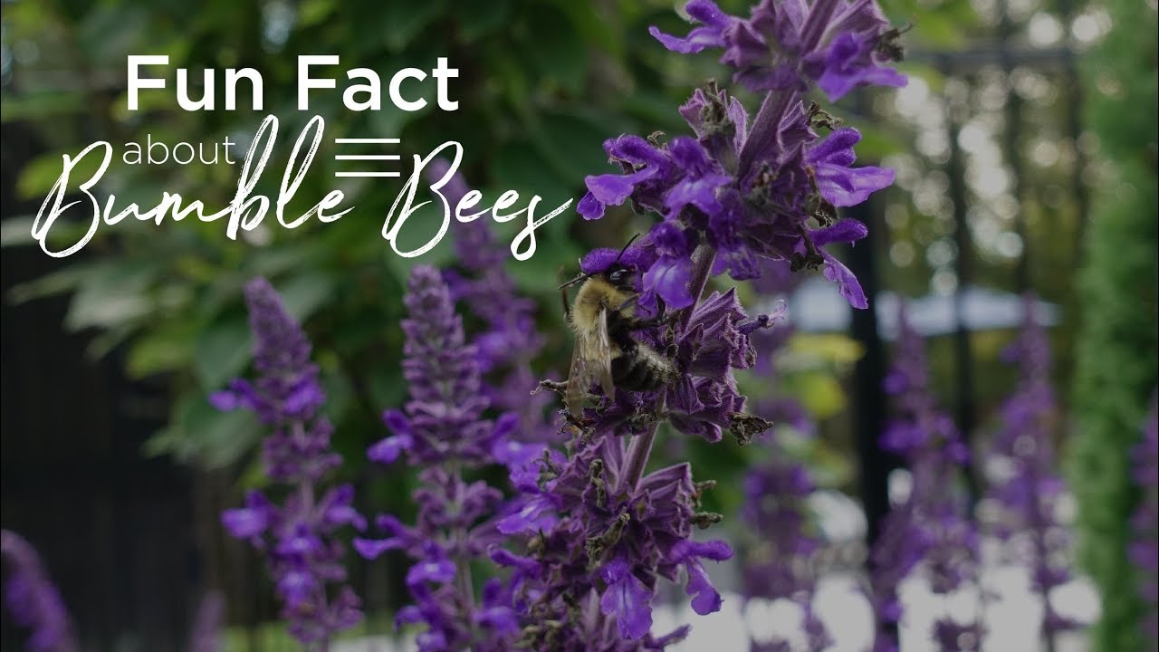 Fun Fact about Bumble Bees - YouTube