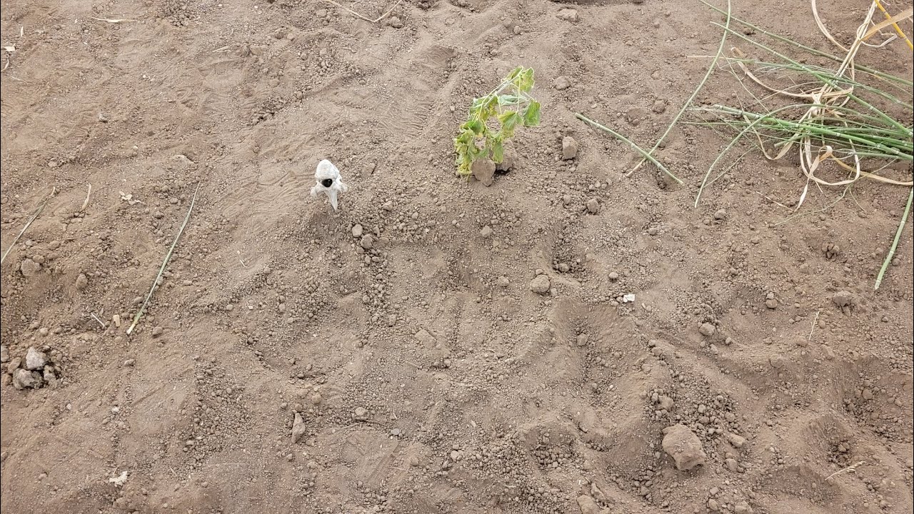 T bone set demo by Pierce Chaney - YouTube