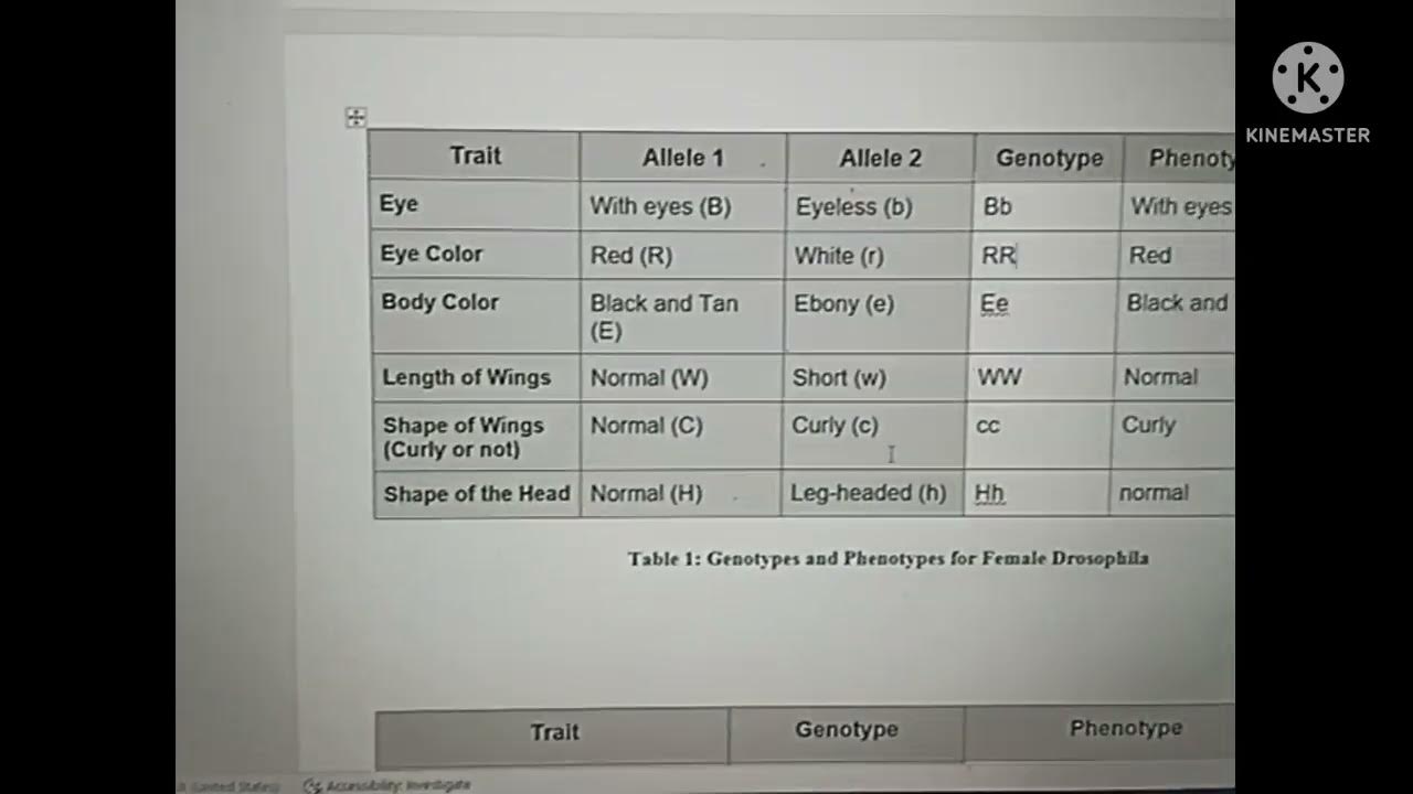 Determine genetic inheritance using coin flip method(MUGILAN A/L ...
