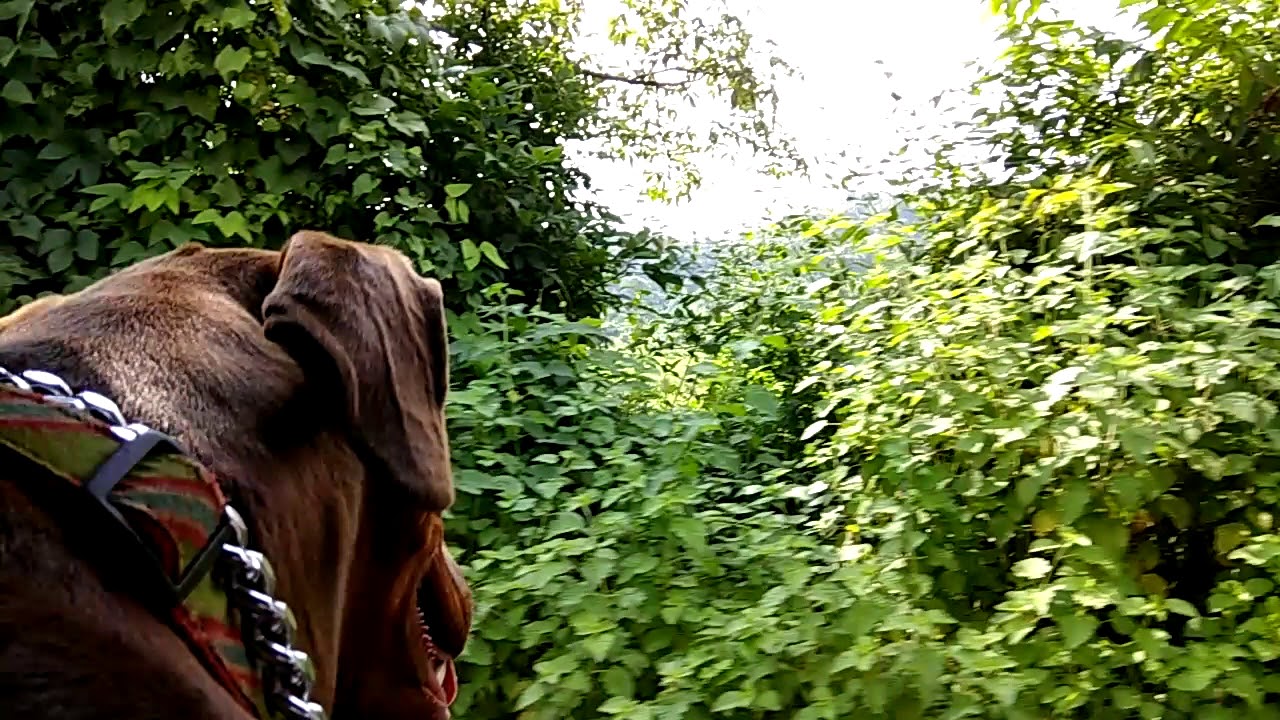 YHAI trek to Manikgad - YouTube