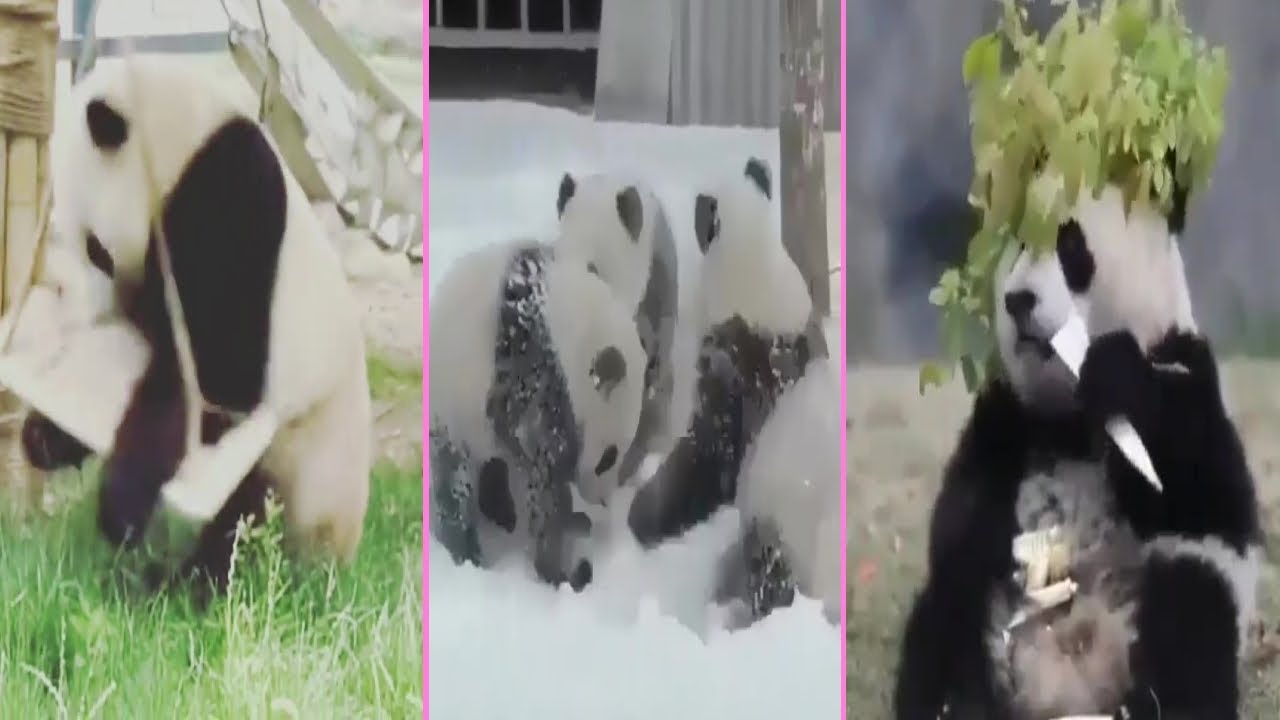 Try not to laugh the most beautiful funny panda videos, funny panda ...