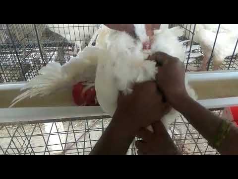 semen collection in cock